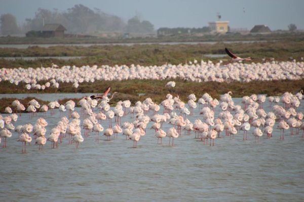 Couchers de soleil entourés de flamants roses dans le delta de l'Èbre ...
